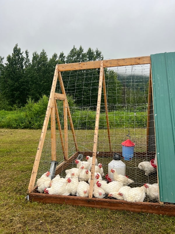The Best Tools for Raising & Butchering Meat Chickens - Happy Home Alaska