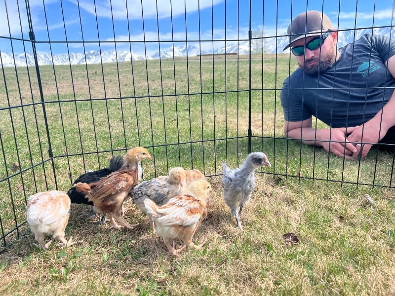 Everything You Need to Know to Raise Chicks - Happy Home Alaska