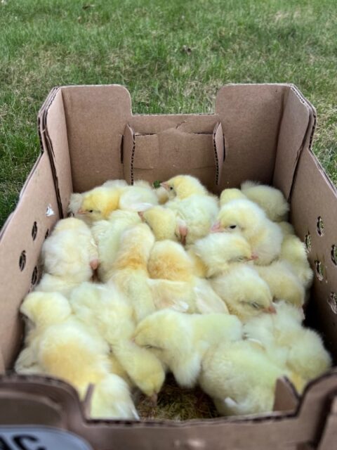 Everything You Need to Know to Raise Chicks - Happy Home Alaska